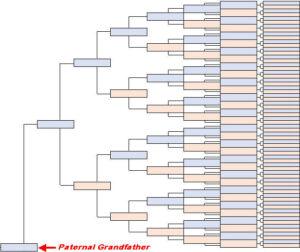 Create A Ten-Generation Pedigree Family Tree In Excel (Tutorial) – Data ...