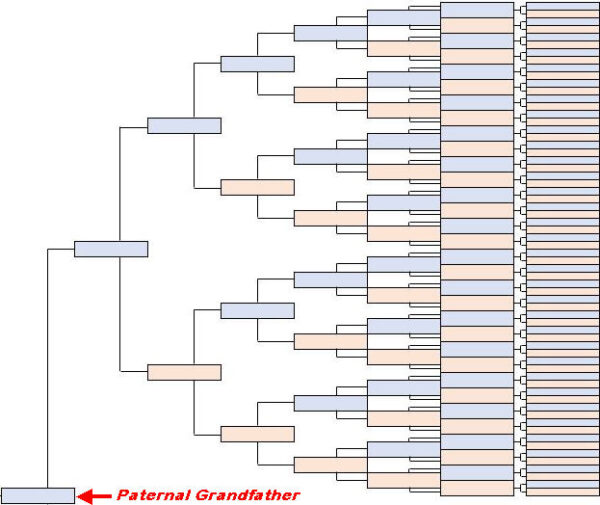Create A Ten-Generation Pedigree Family Tree In Excel (Tutorial) – Data ...